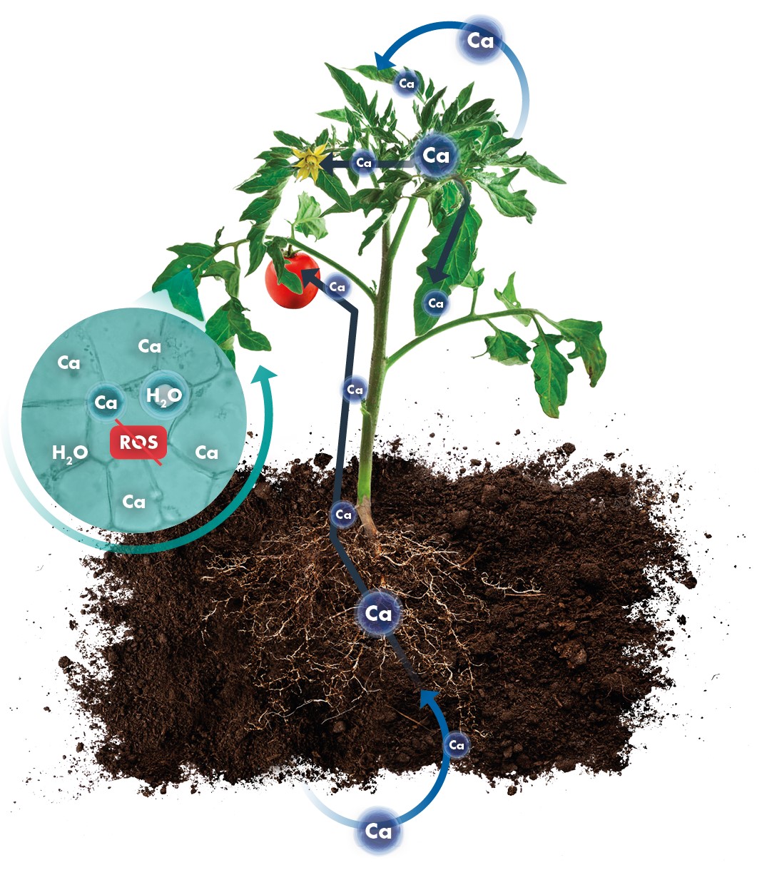 Celeris - Agran Liquid Technology