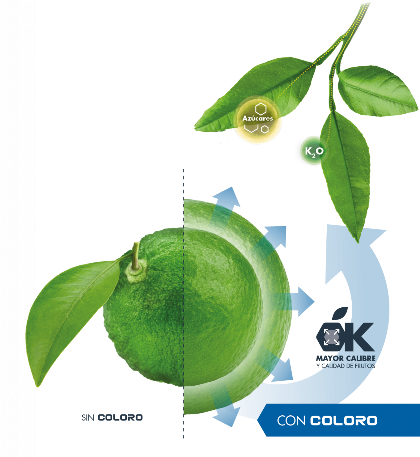 Coloro - Agran Liquid Technology